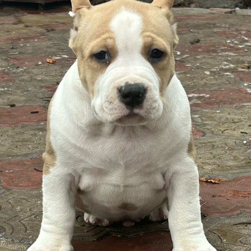 Мальчик в тяжёлом типе 1,5месяца