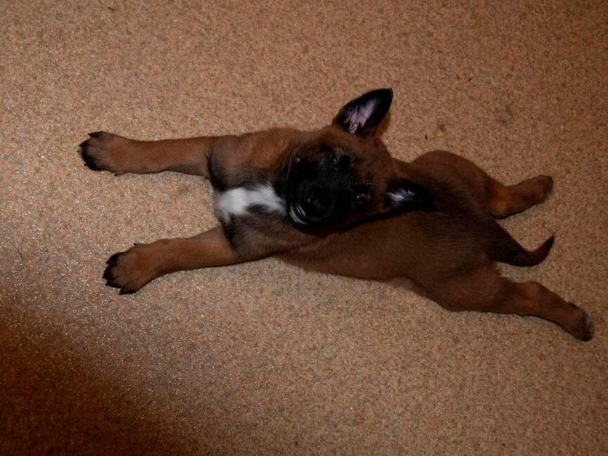 Малинуа щенок девочка