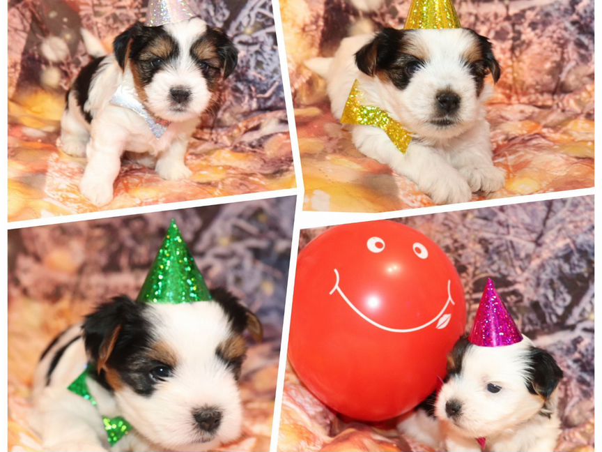 Щенки бивер йорка