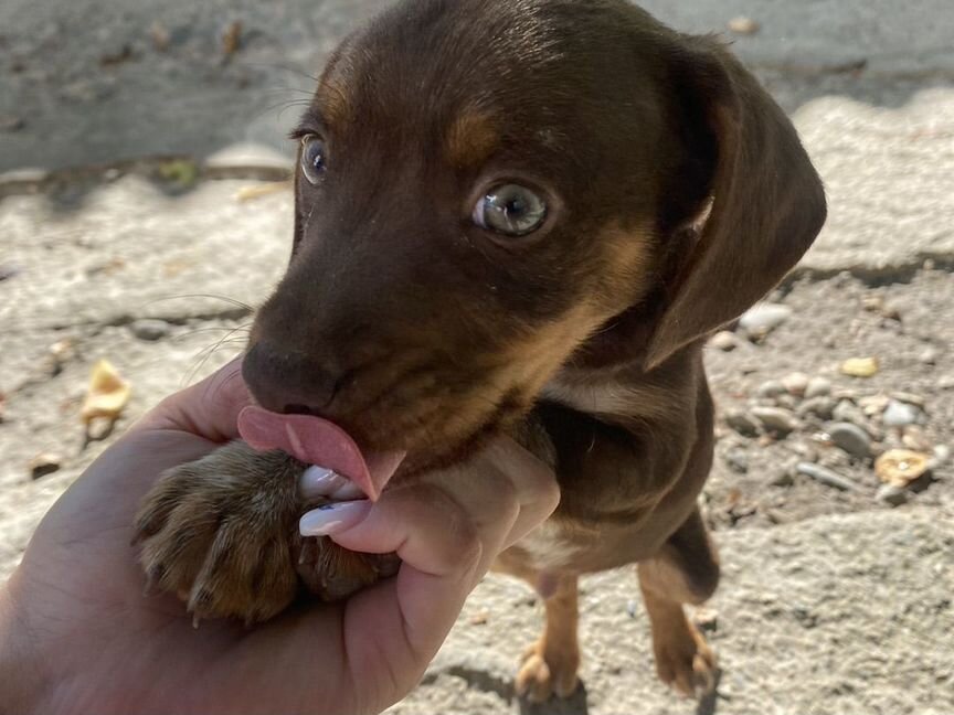 Собака в добрые руки маленькая порода