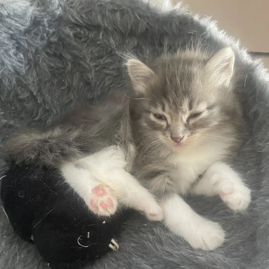 Сибирский котёнок