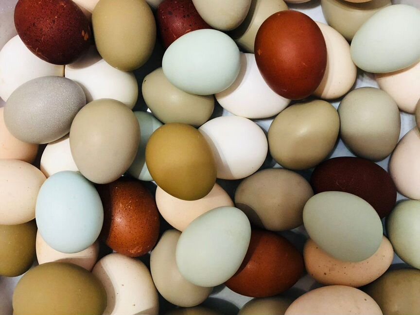 Инкубационное яйцо