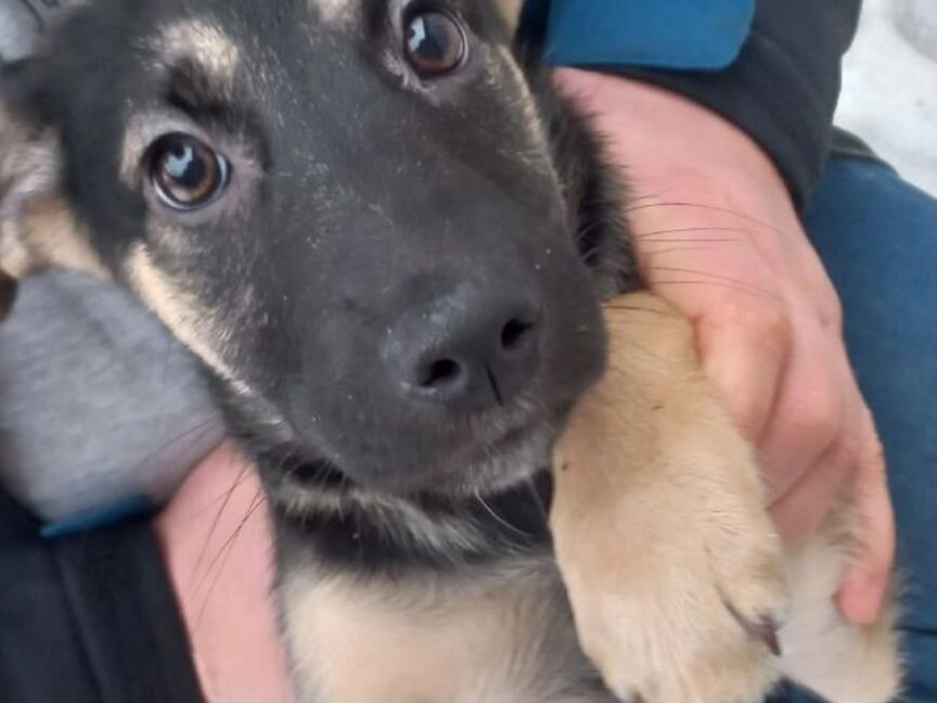 Собака в добрые руки