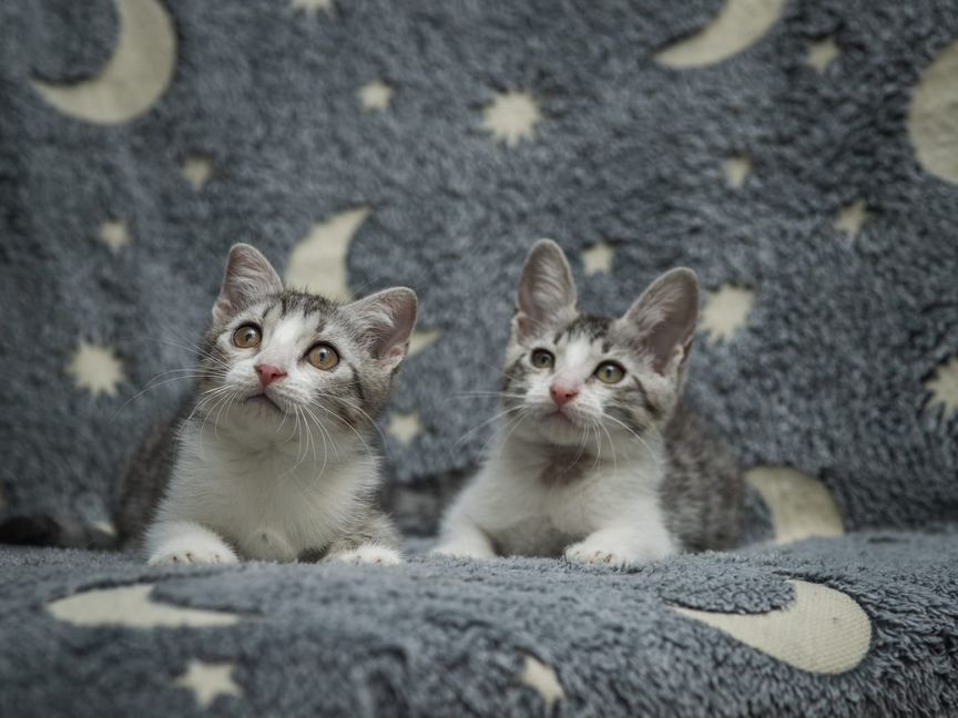 Котята в добрые руки