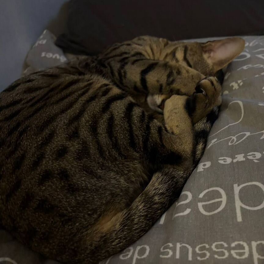 Саванна, взрослый кот