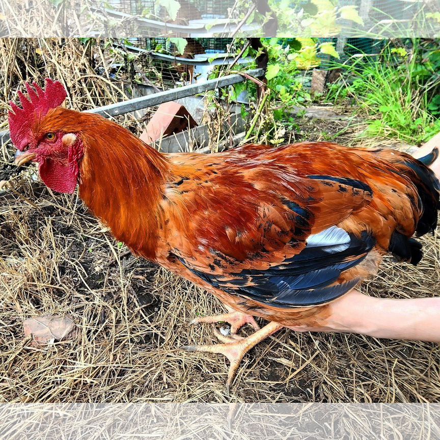 Петух Кучинский