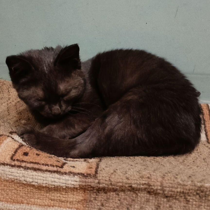 Котята