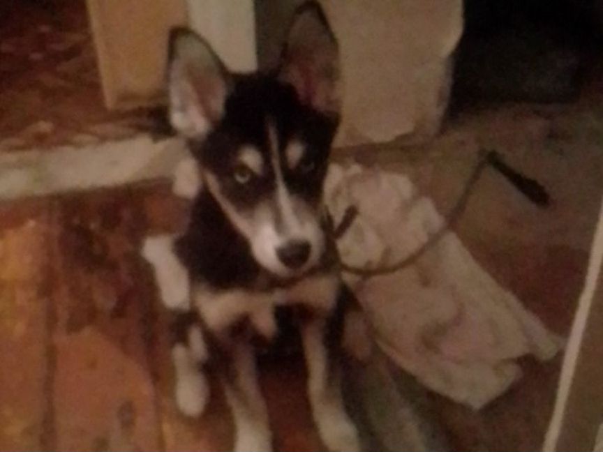 Сибирский хаски