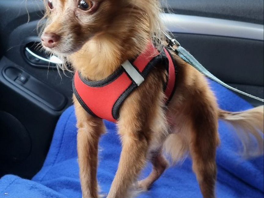 Мини той-терьер вязка