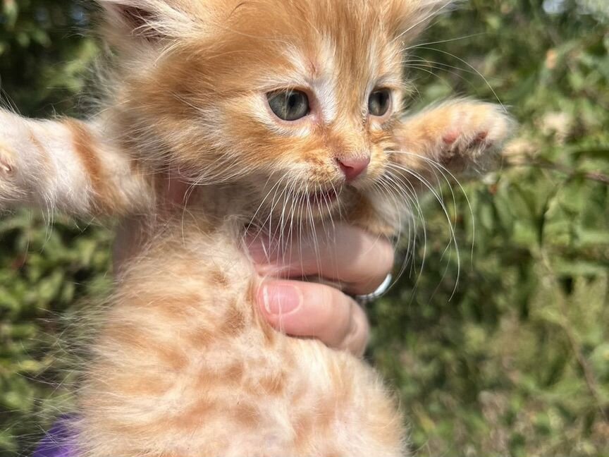 Котенок в заботливые руки