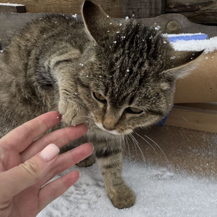 Котёнок в добрые руки