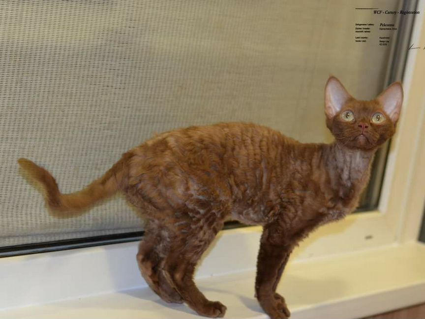 Devon rex