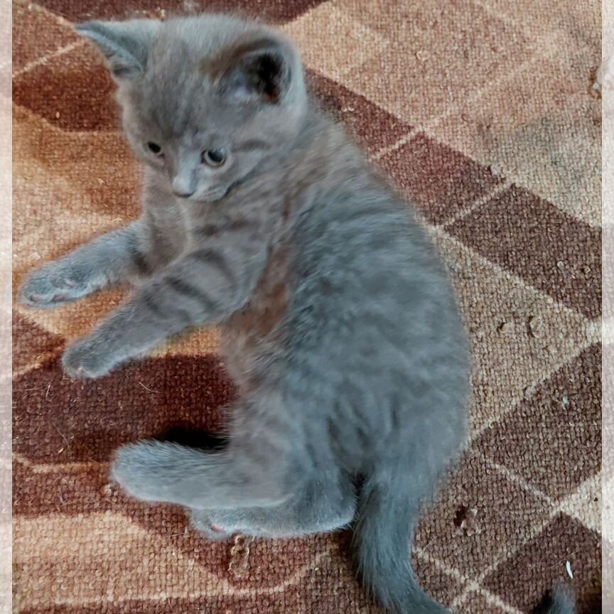 Шотландский прямоухий длинношёрстный котёнок