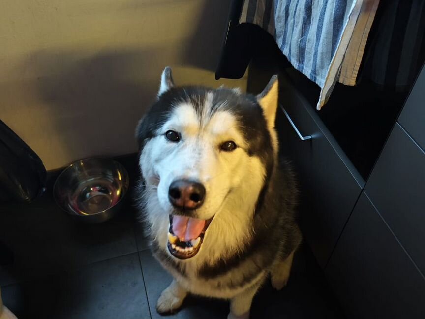 Ищу передержку для Хаски