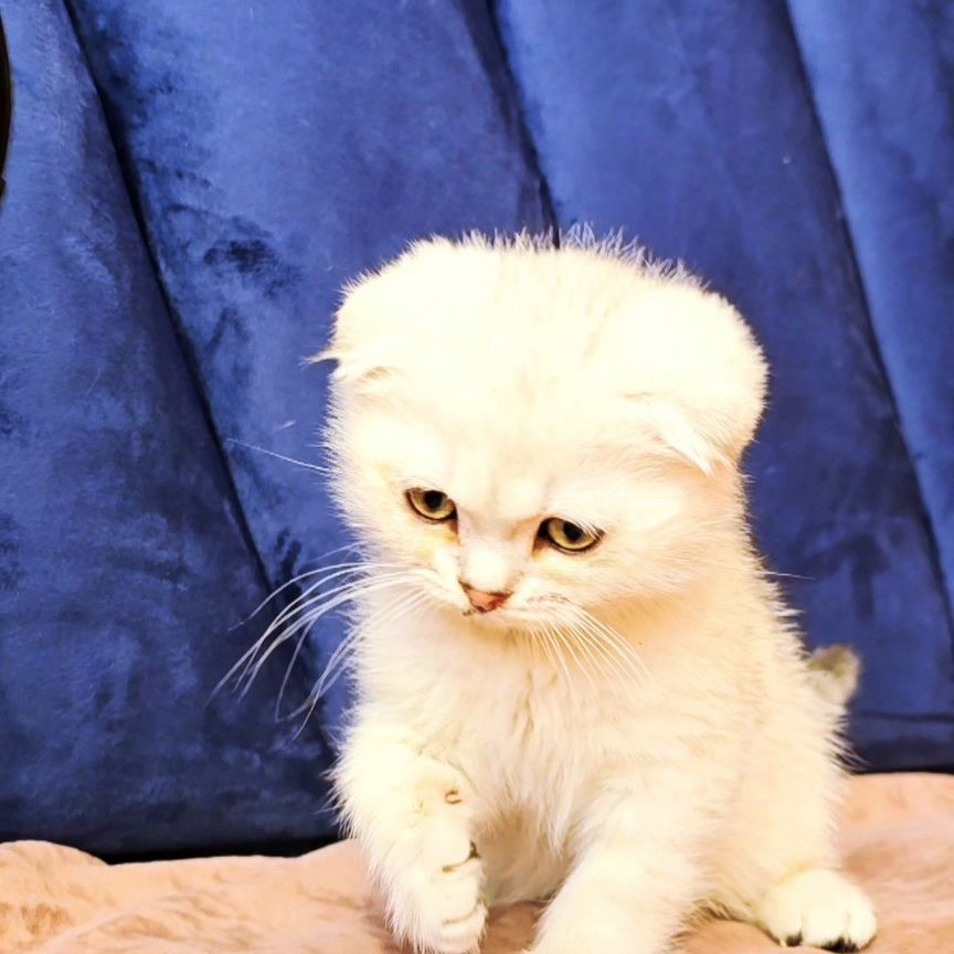 Вислоухий котик