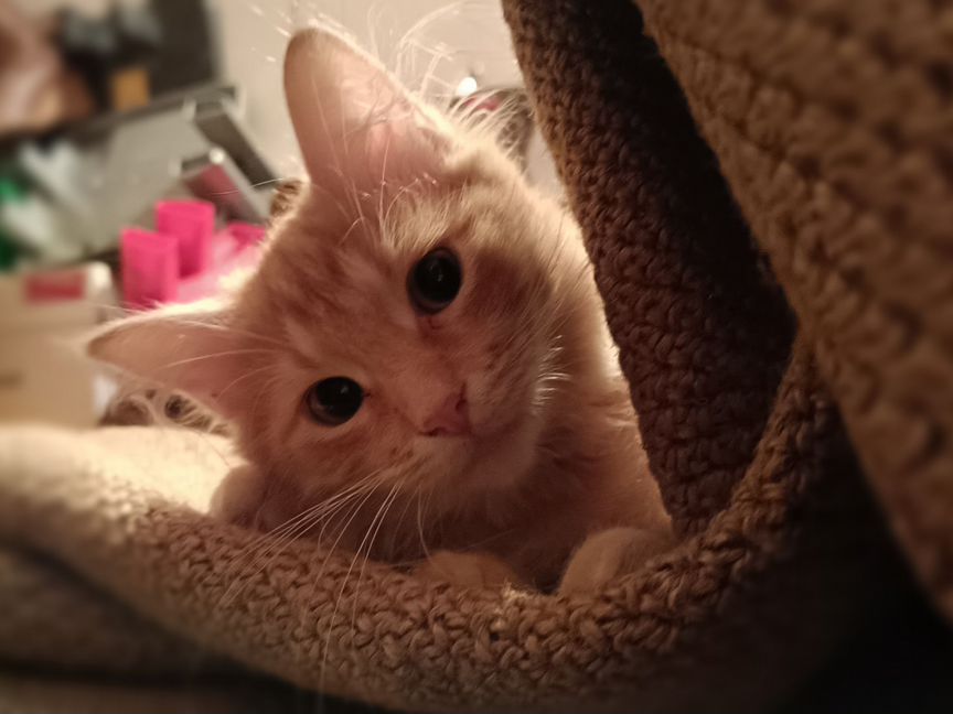 Котята