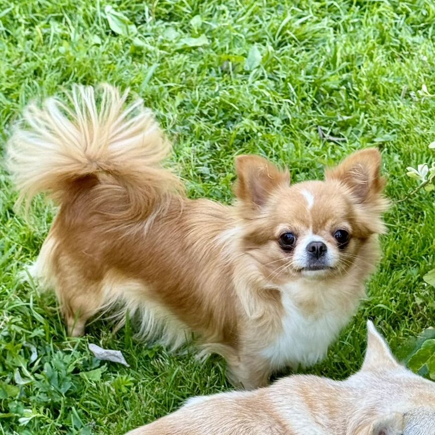 Рыжая красотка