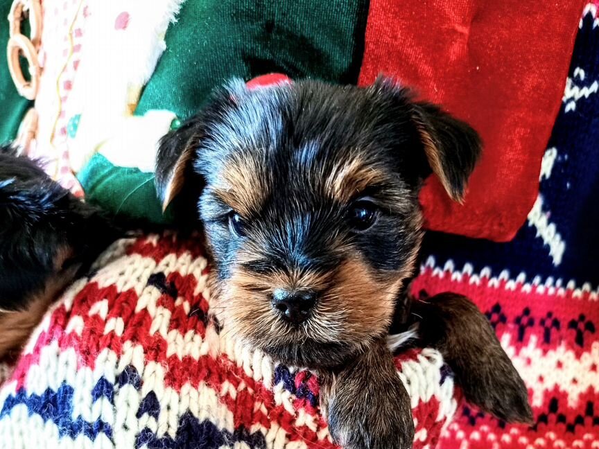 Йоркширский терьер щенки