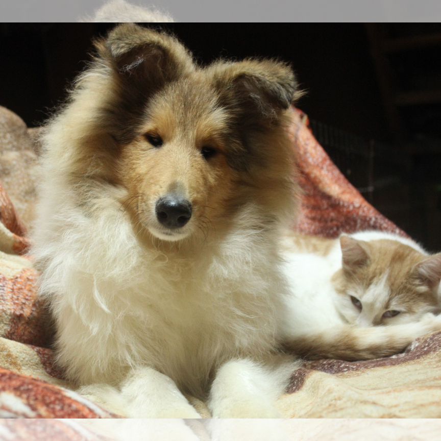 Колли, щенок