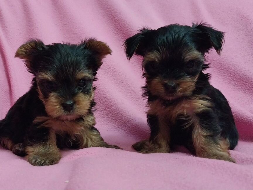 Щенки йорка