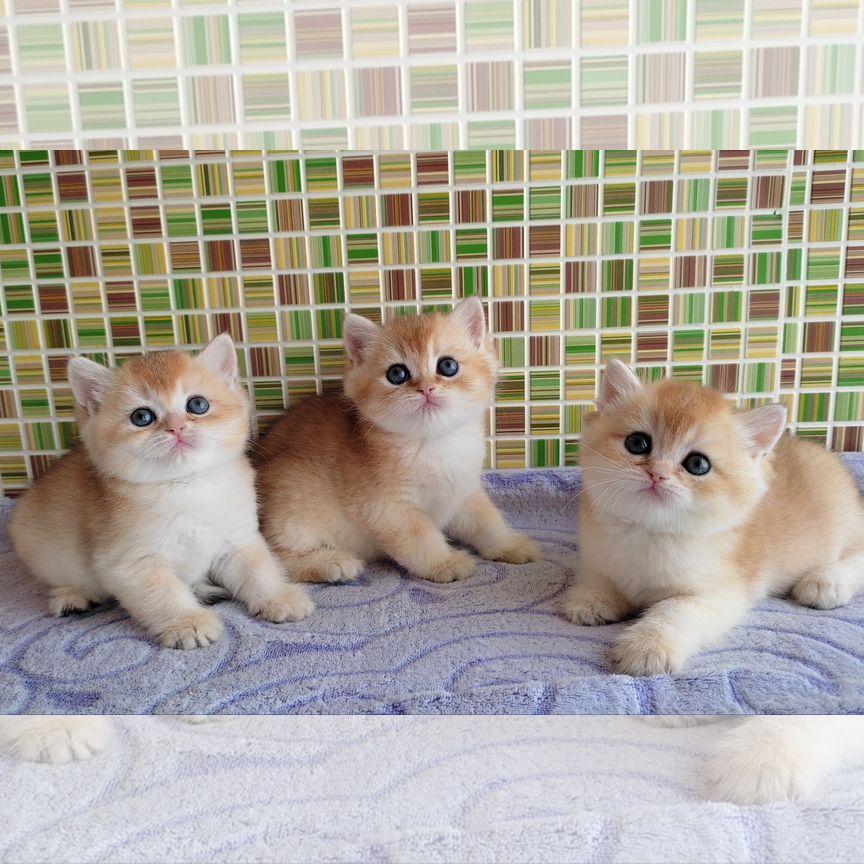 Шотландский прямоухий короткошёрстный котёнок