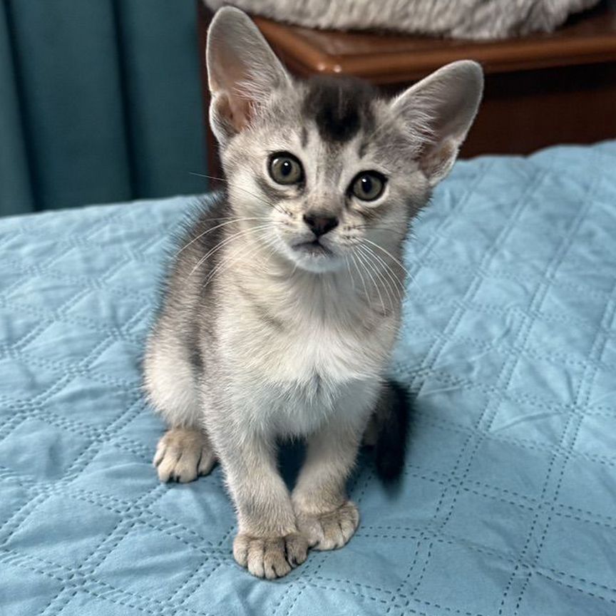 Чаузи котёнок