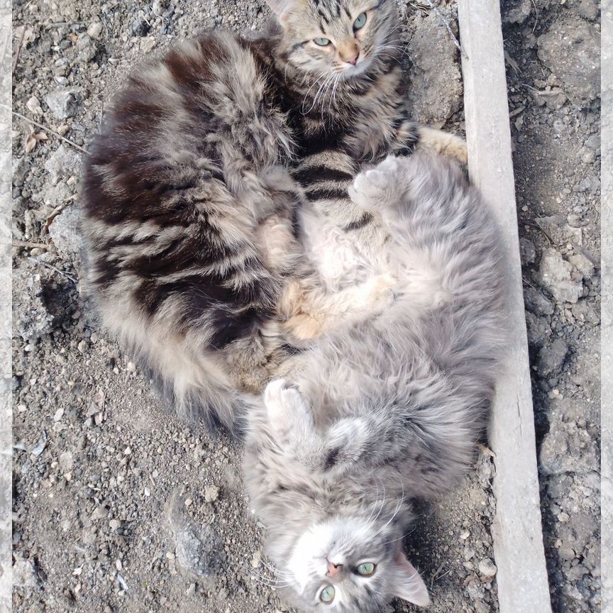Коты -Кенты