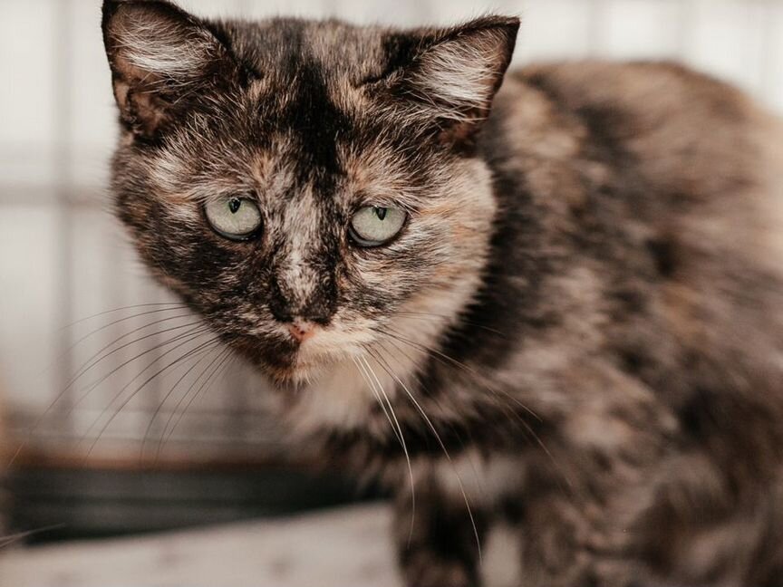 Кошка Лика ищет дом