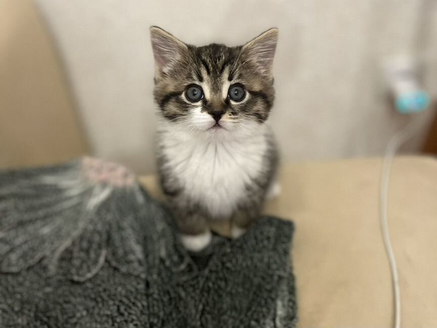 Ласковая девочка 1,5 месяца