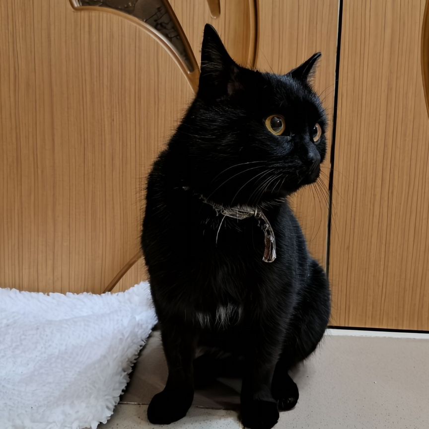 Британский короткошёрстный, взрослый кот