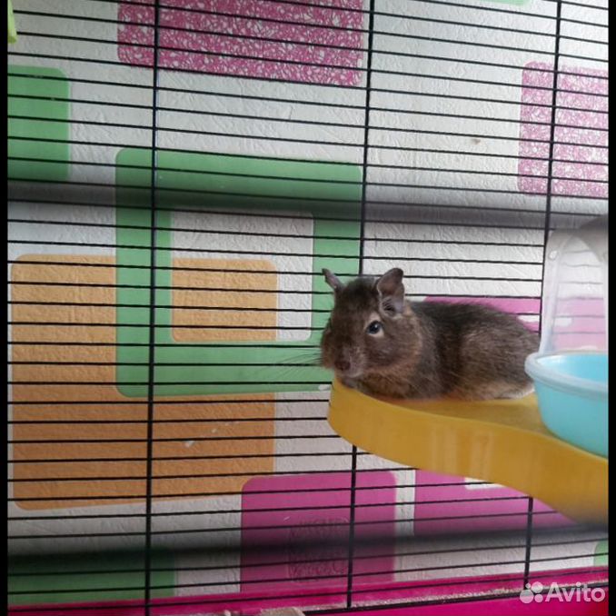 Продаю белку-дегу