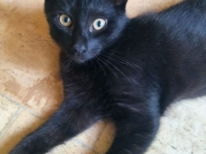 Котята в добрые руки бесплатно