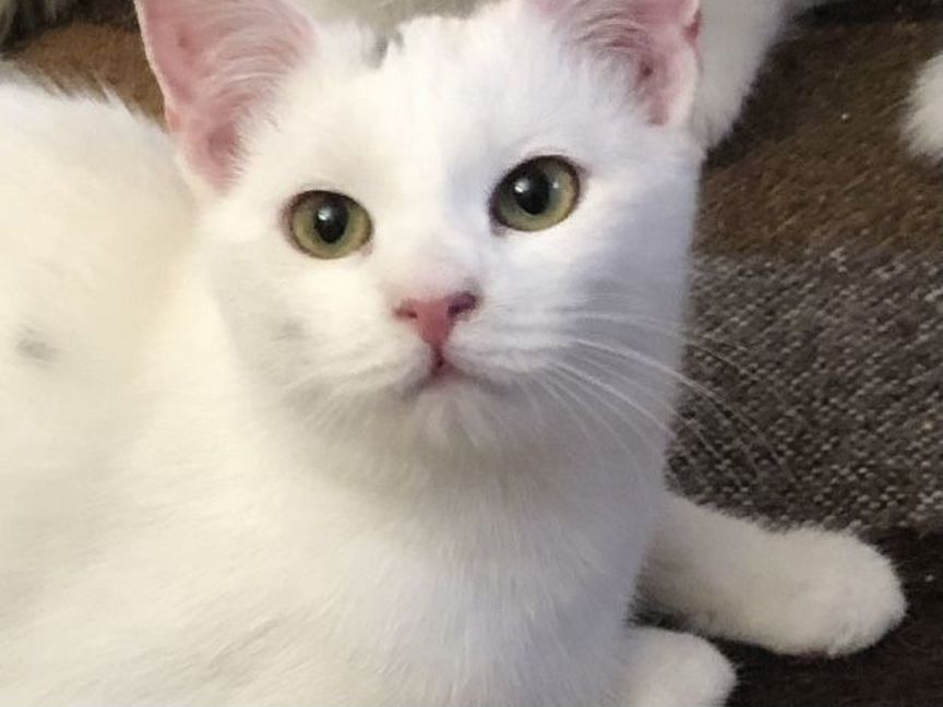 Снежинка, 4 месяца