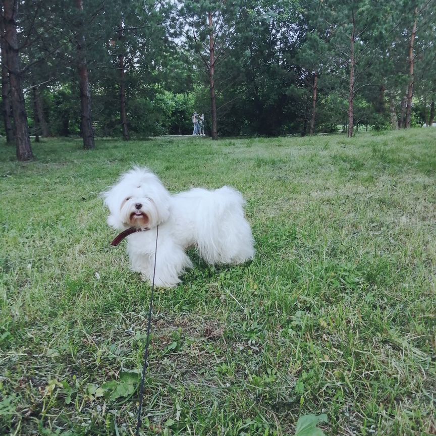 Мальтезе щенки