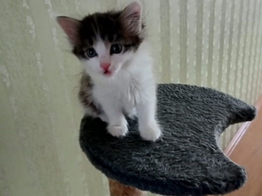 Котята в добрые руки бесплатно Златоуст