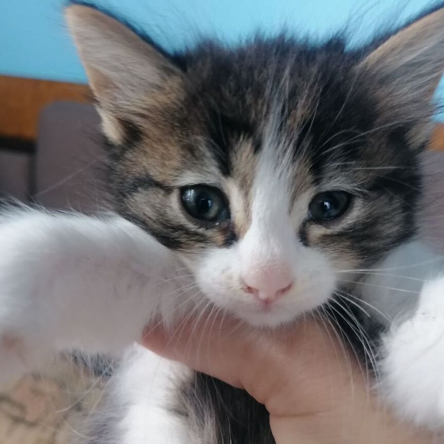 Домашние животные котята бесплатно