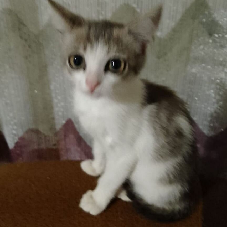 Котята в добрые руки, Нат. Скач