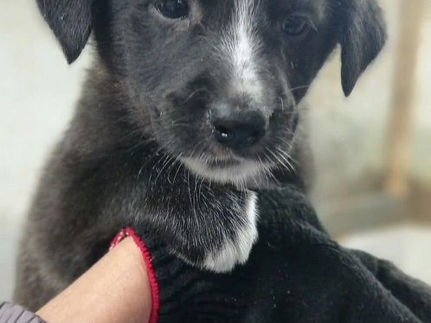 Щенок в добрые руки бесплатно