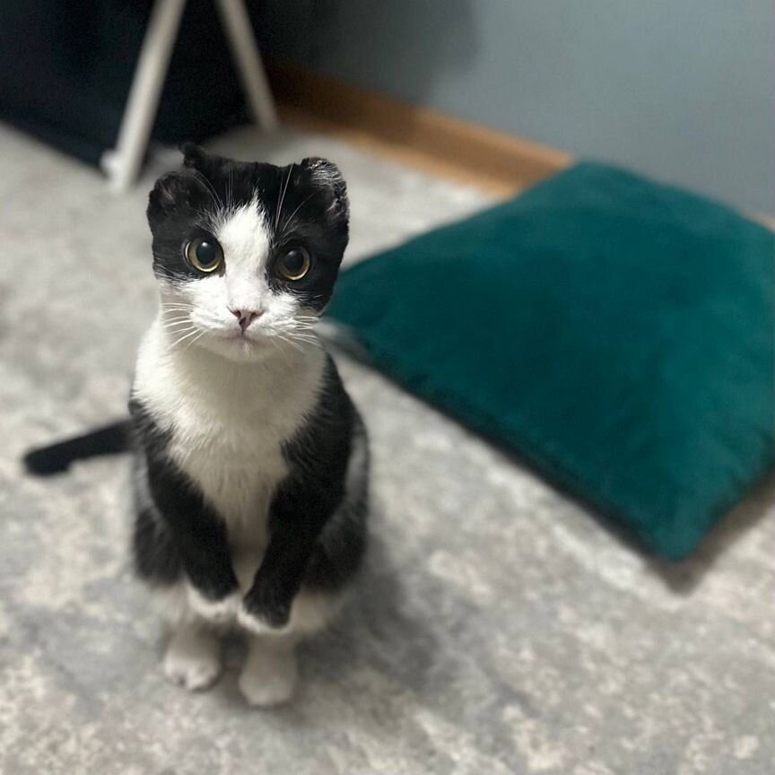 Выстраданный кот