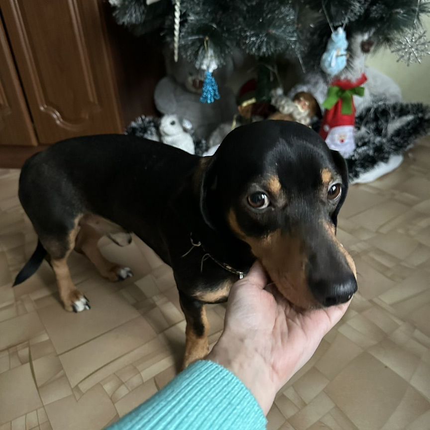 Такса в добрые руки мальчик