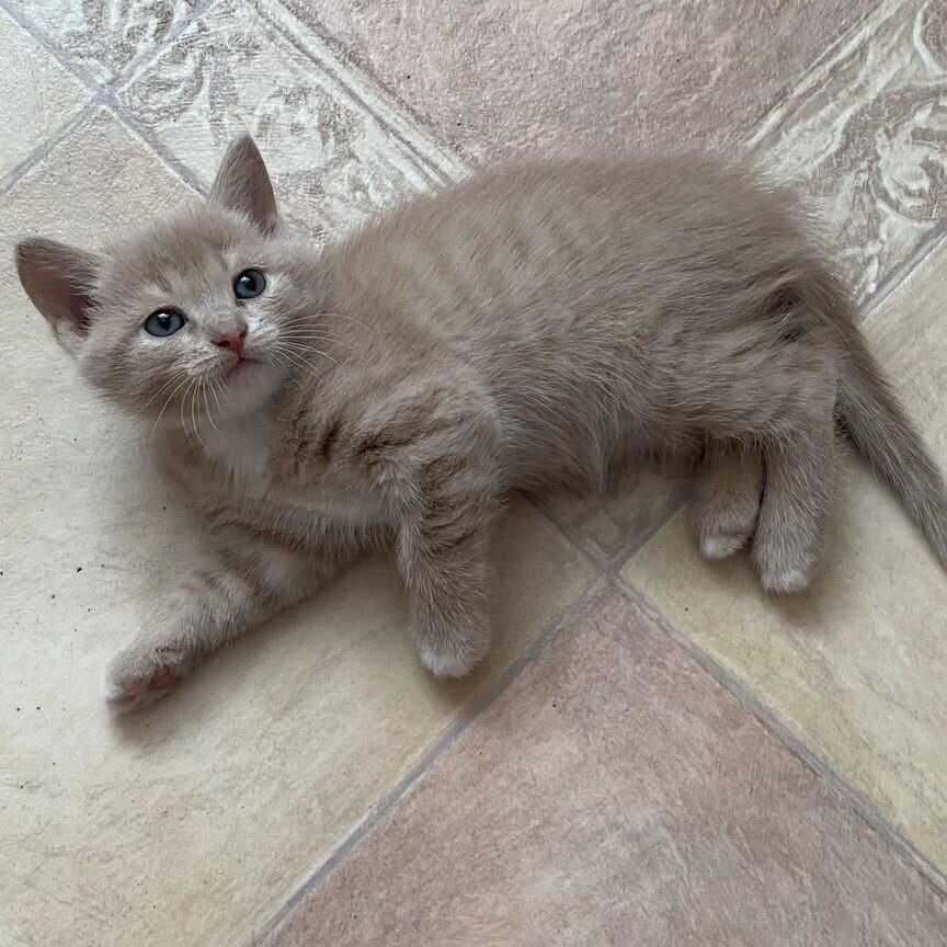 Отдам в добрые руки