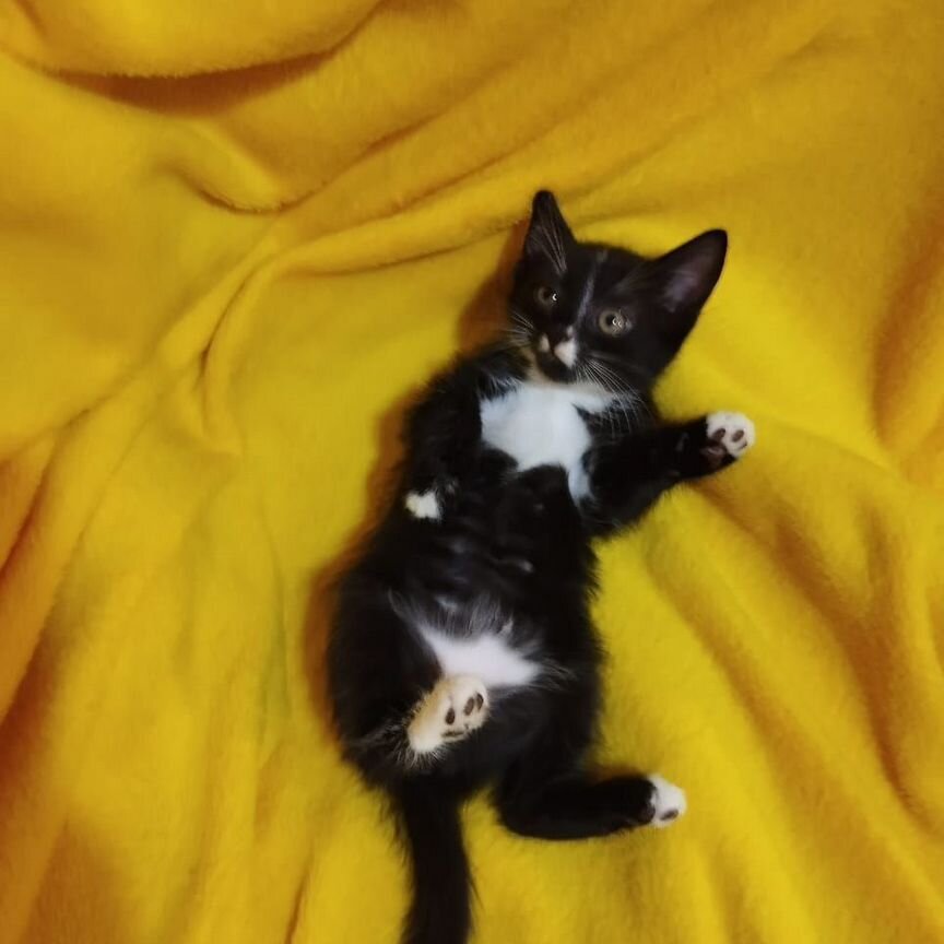 Сладкая Ириска в дар