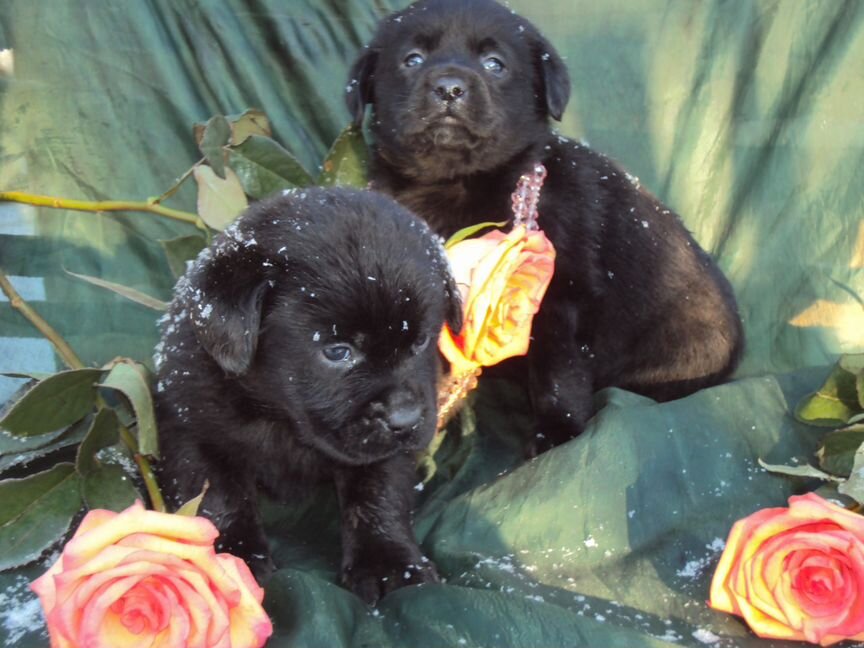 Чудо - детки с документами РКФ