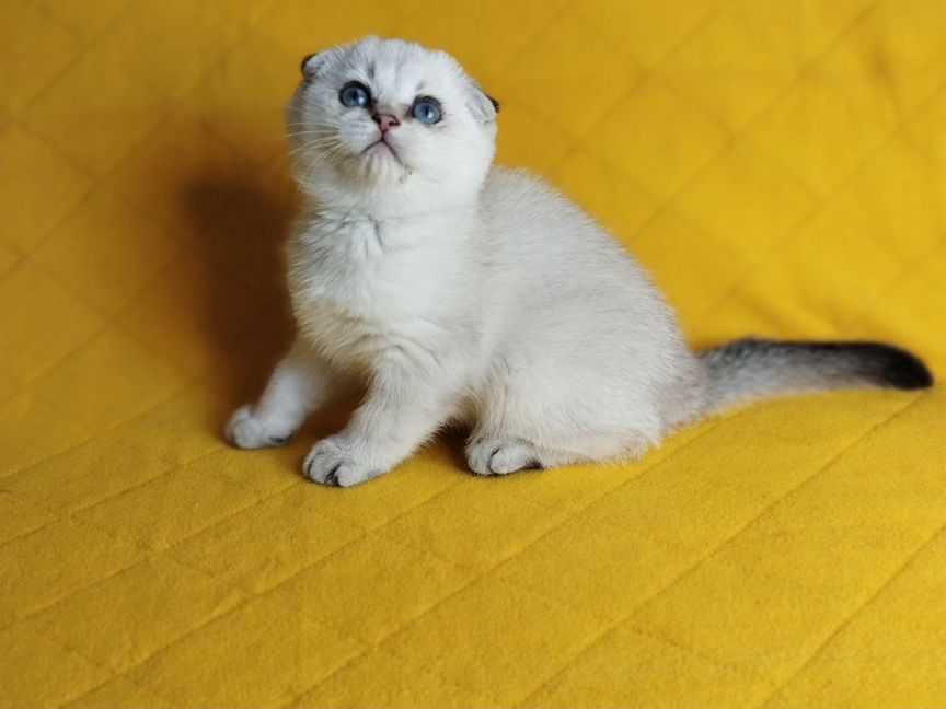 Шотландские вислоухие котята шиншилла