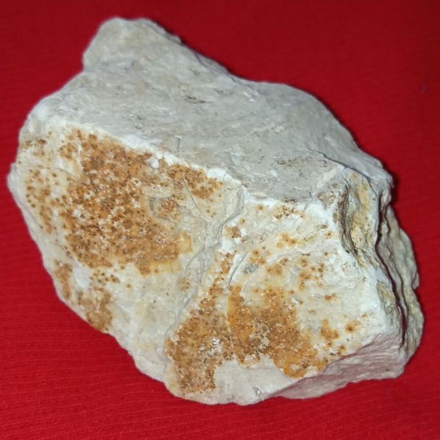 Окаменелости ракушки