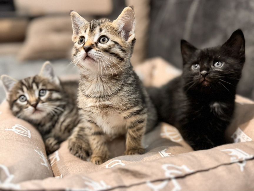 Котята мейн-кун метис