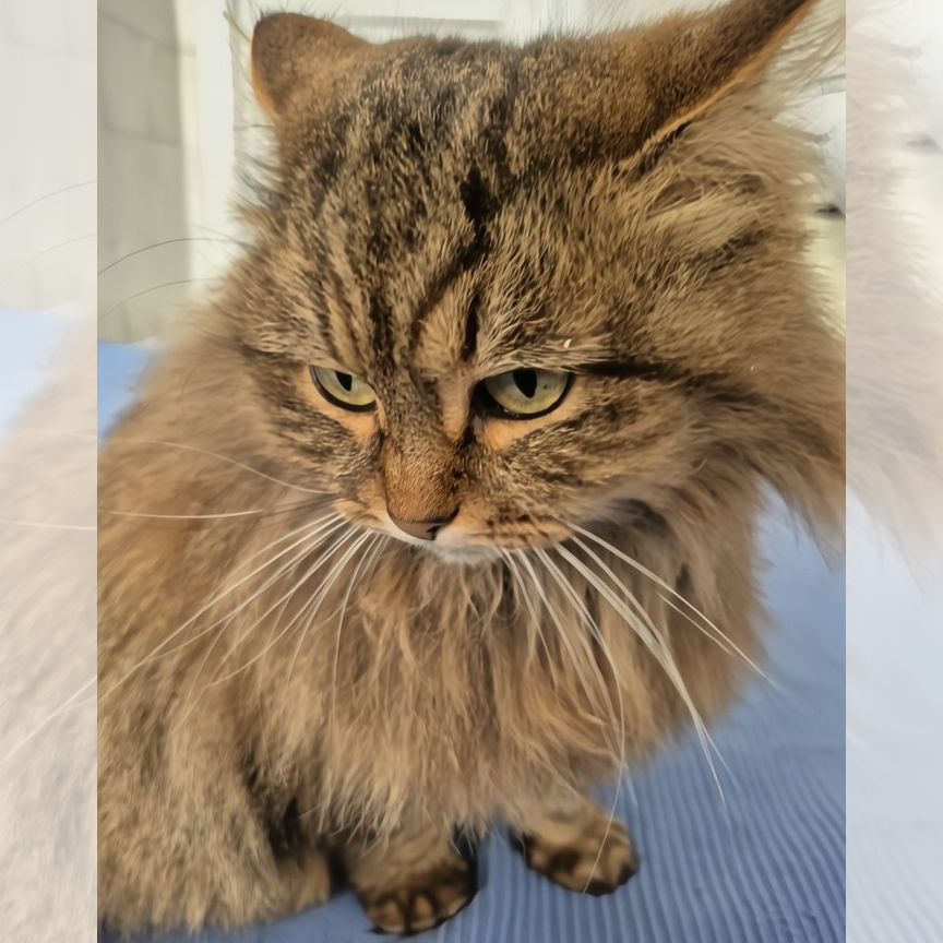 Взрослая, Девочка кошка в добрые руки