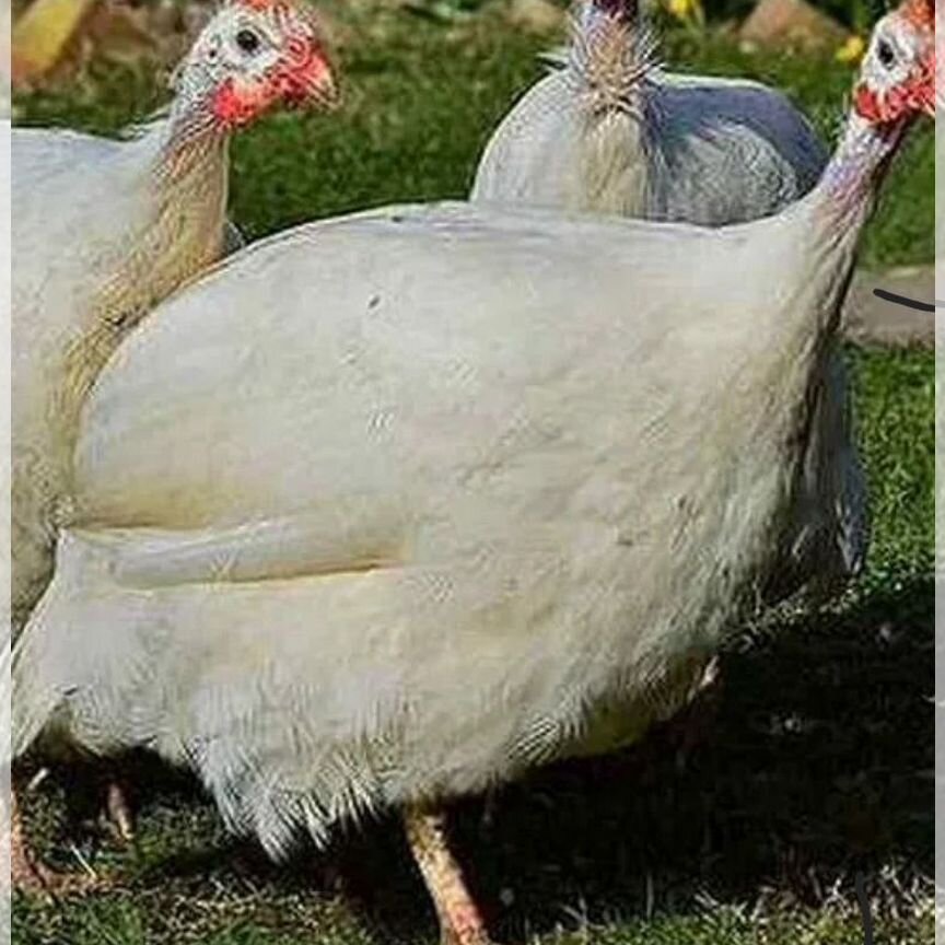 Цесарки семья