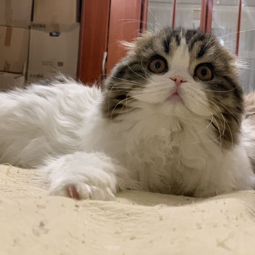 Шикарная щотландская кошка