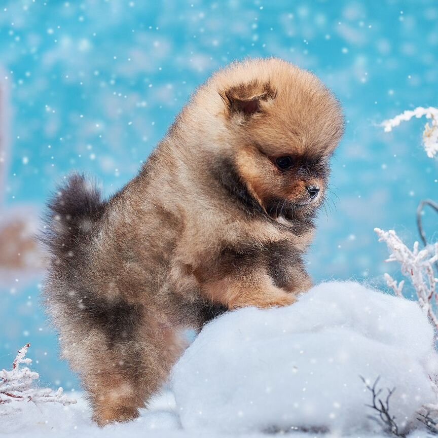 Девочка померашка